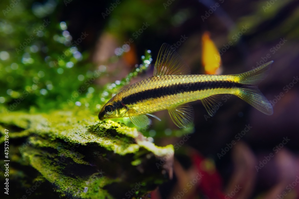 silver flying fox, hungry algae eater fish eat algal vegetation on a ...