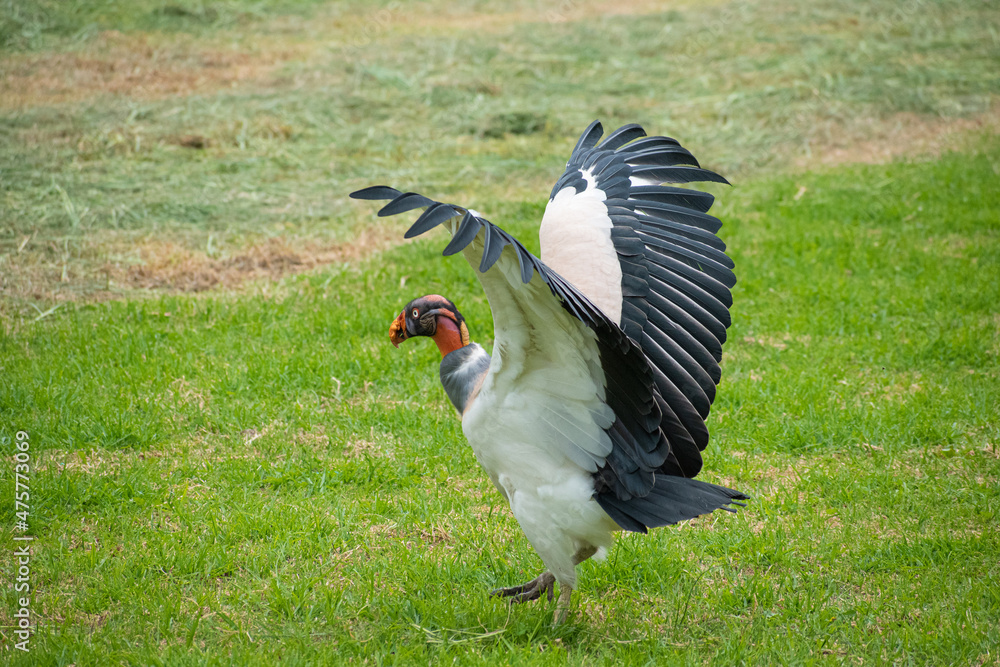 Sarcorampahus papa, rey gallinazo alzando sus alas en un pastizal ...