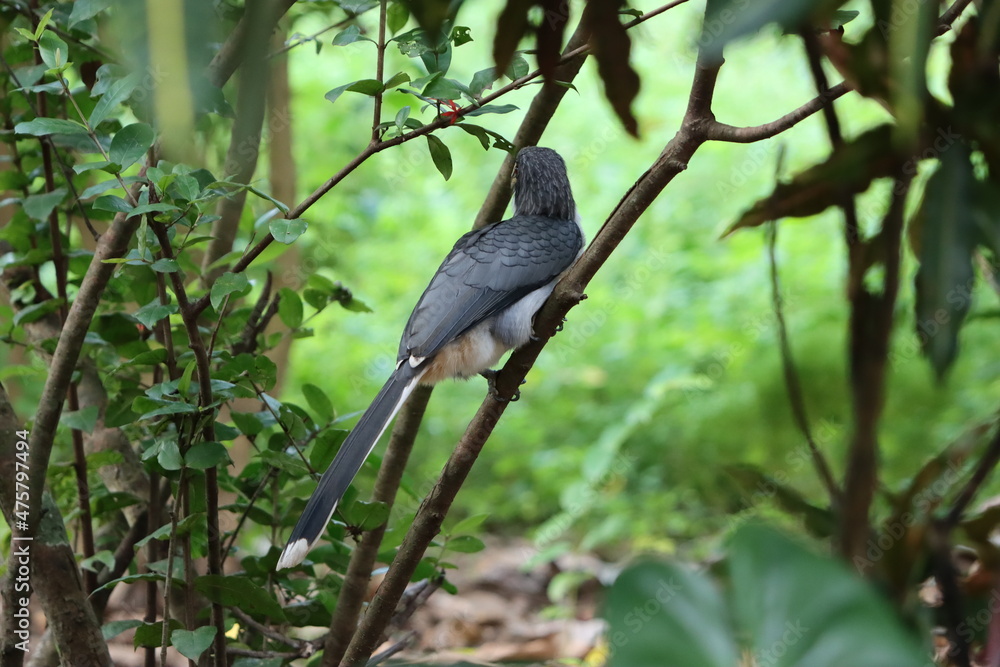 The Sri Lanka grey hornbill is a gregarious bird found in forest. The ...