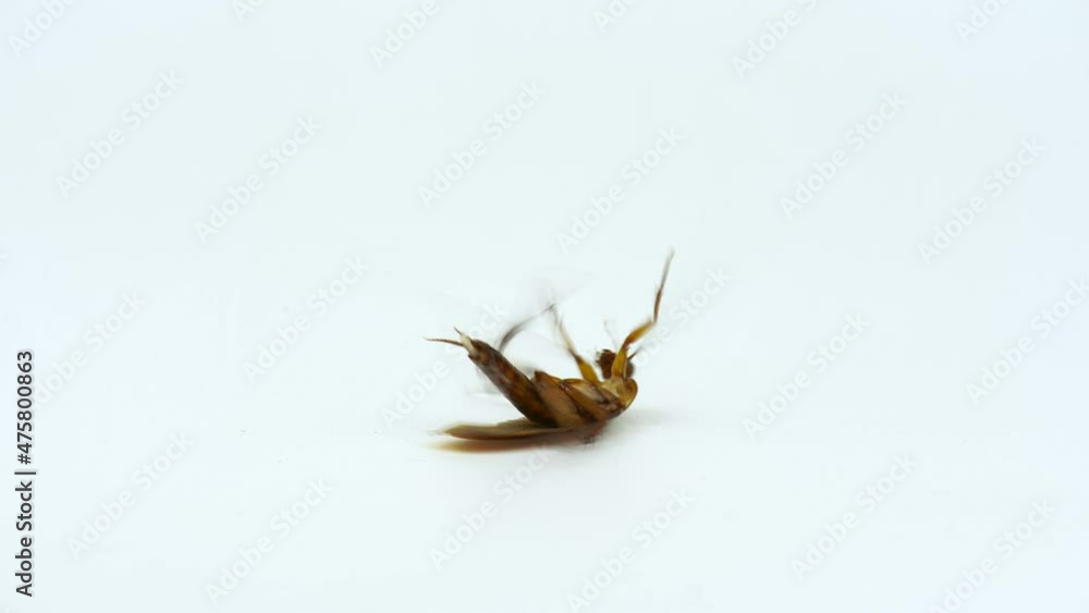 Macro dirty cockroach, long legs, squirm, wriggling, quick, crawling ...