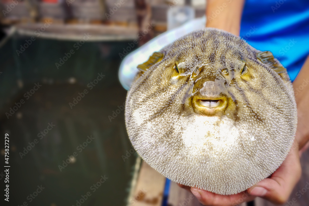 inflated puffer fish as known as blow fish or balloon fish Stock Photo ...