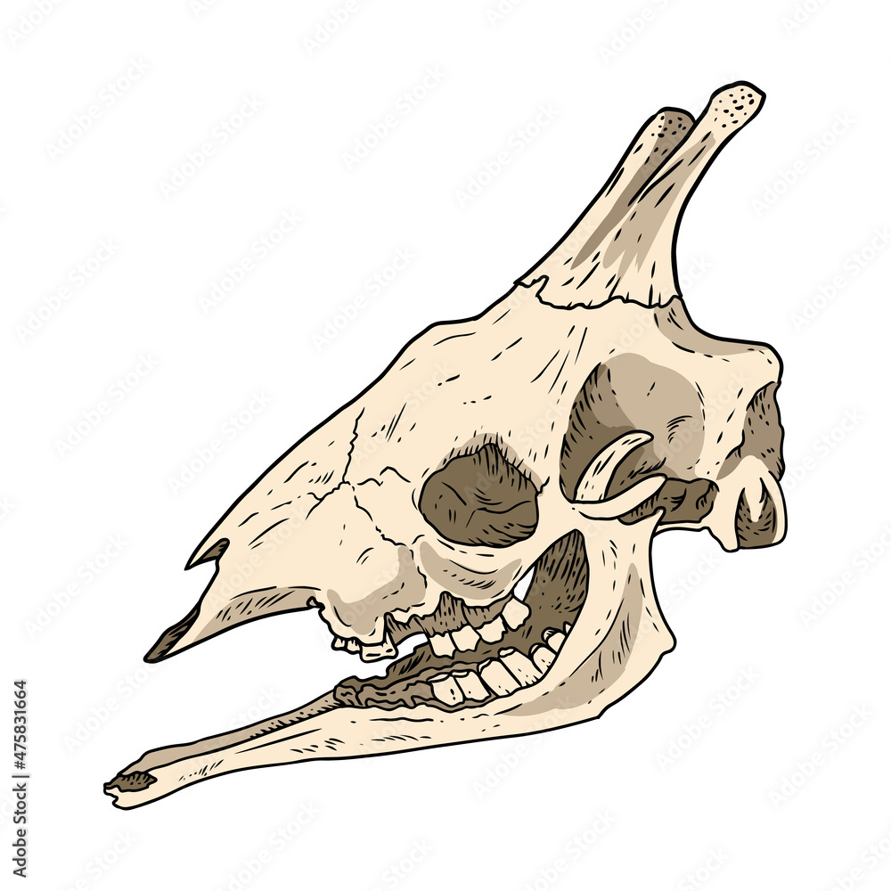 Giraffe fossilized skull hand drawn sketch image. Giraffa bones fossil ...