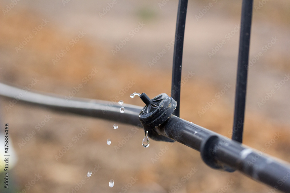Gotero roto para riego localizado Stock Photo | Adobe Stock