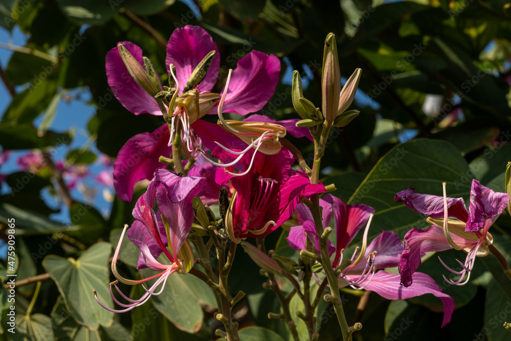 Branches of a flowering and fragrant tree Bauhinia variegata Stock ...