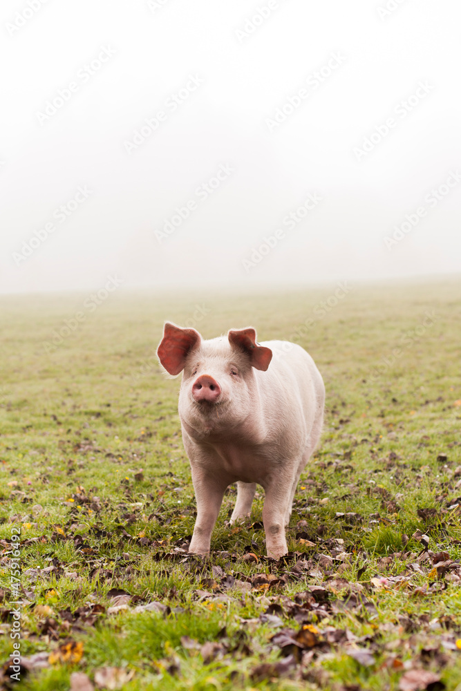 Schwein in der Wiese im dichten Nebel. Glückliches Hausschwein ...
