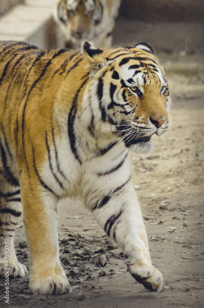 Vertical shot of a tiger walking in a zoo with a blurry background ...