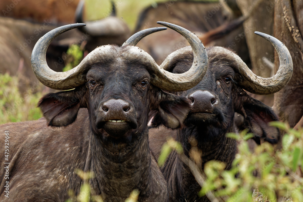 African Buffalo - Syncerus caffer or Cape buffalo is a large Sub ...
