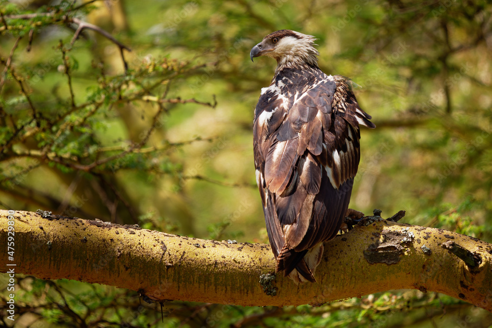 African Fish-eagle - Haliaeetus vocifer large species of white and ...