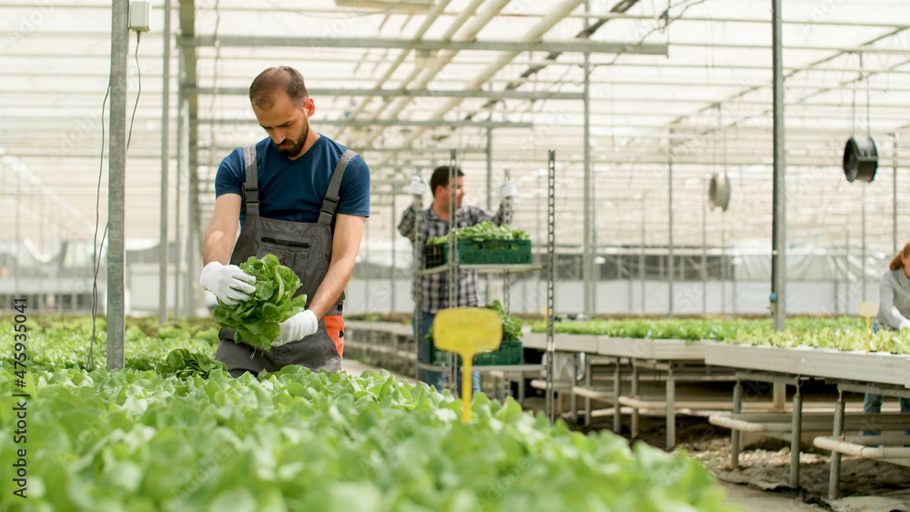 Foto de Farming agronomists checking cultivated fresh salad before ...