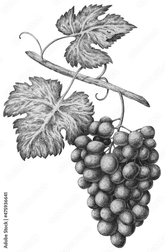 Grapes - clip art in vintage style isolated on white background Stock ...