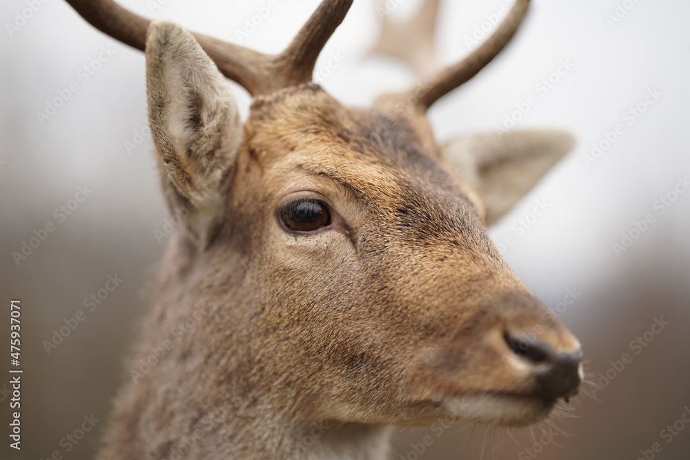 Rehbock, roebuck, roe buck Stock Photo | Adobe Stock