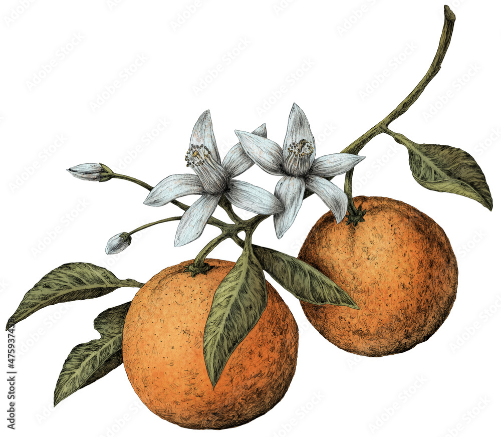 Oranges - clip art in vintage style isolated on white background Stock ...