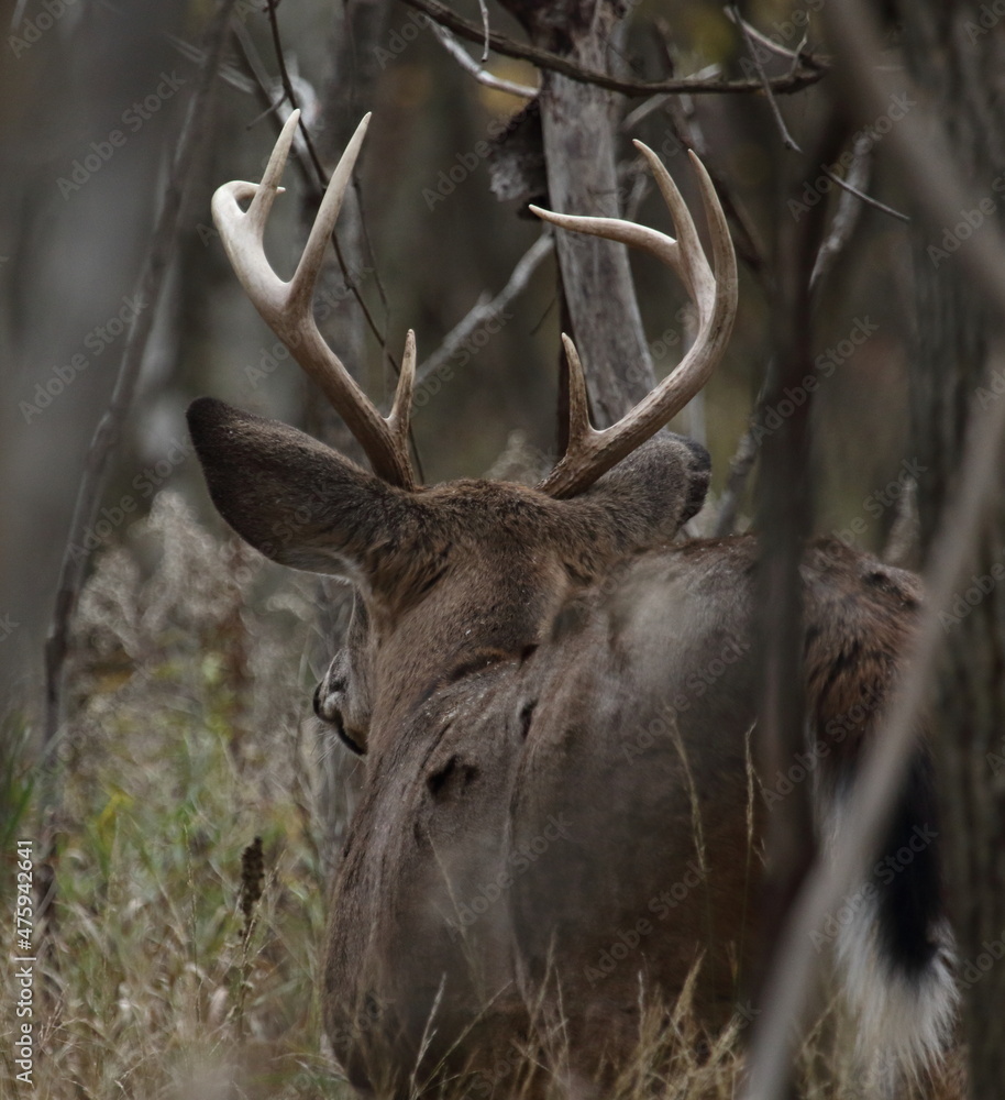 cerf de virginie mâle en période de reproduction Stock Photo | Adobe Stock