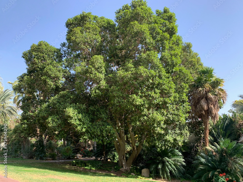 Oblique ficus or small-leaved ficus (Lat.Ficus obliqua) in the Ein Gedi ...