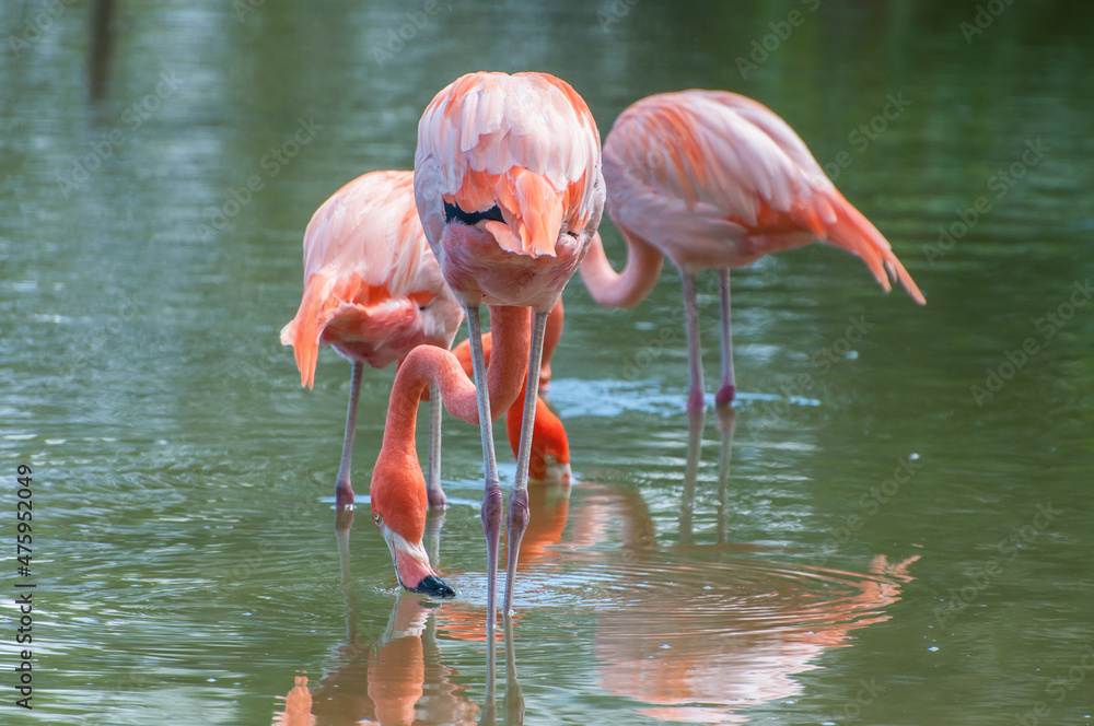 Trio of pink flamingos in the water with their back sides facing the ...