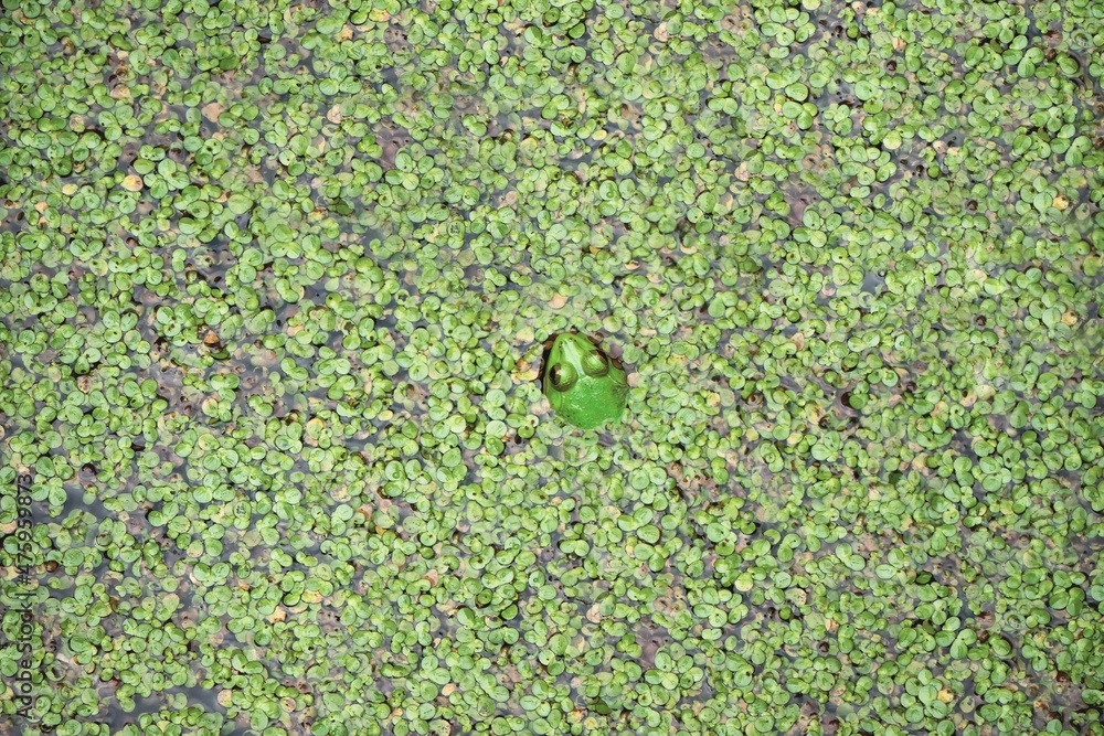 Overhead view of a green frog in a pond, with only its head and bulging ...