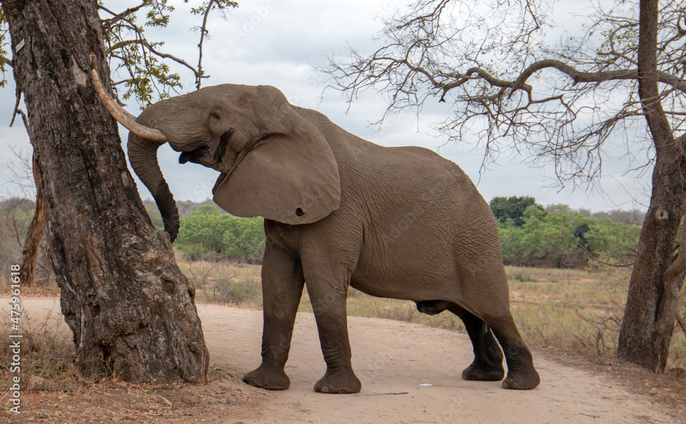 African Elephant Bull in musth pushing against tree in Kruger National ...