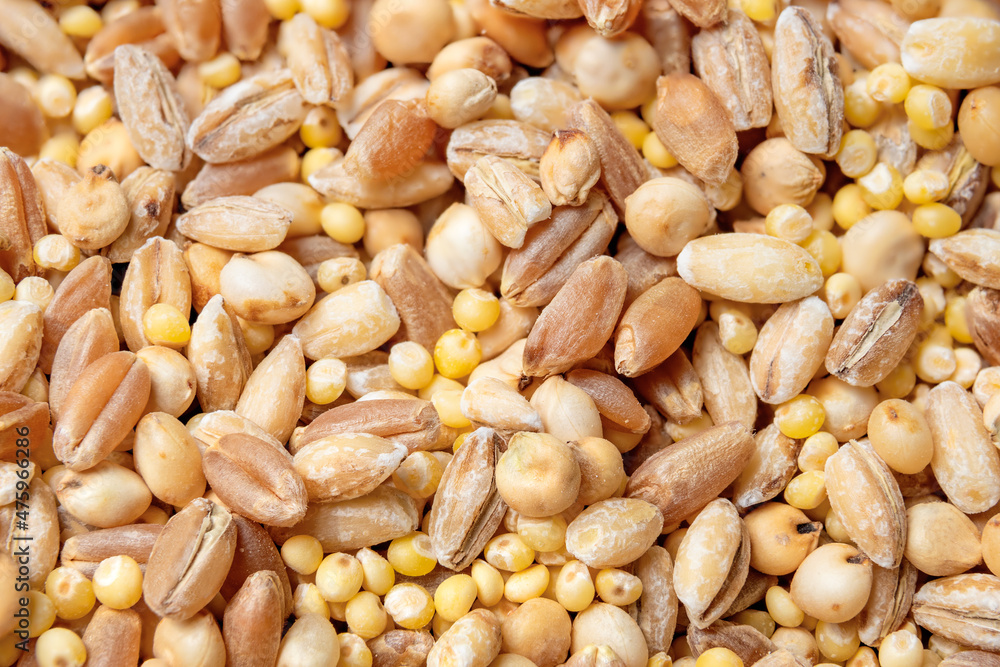 Assortment of mixed grain kernels and seeds, top view. Macro of dried ...