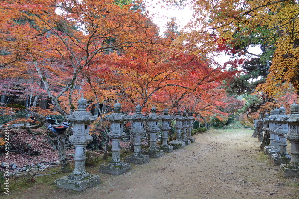 Stone lanterns and autumn yellows in the entrance to the precincts of ...