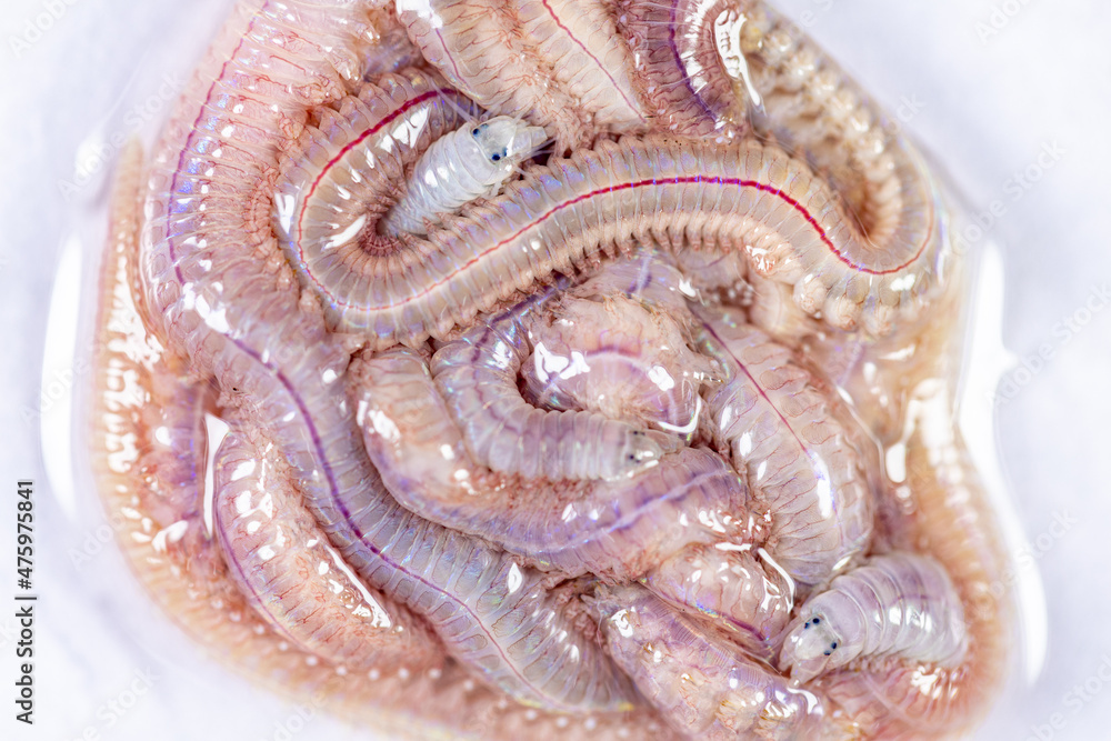 Sand Worm Perinereis Sp Is The Same Species As Sea Worms Polychaete