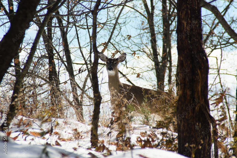 Small dear standing in Snow covered in the middle of the forest with ...