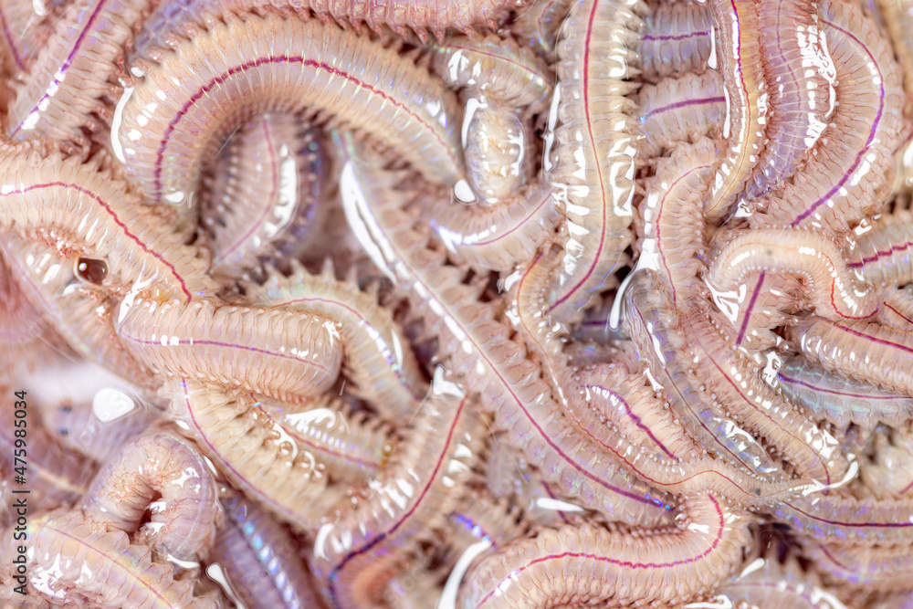Sand Worm (Perinereis sp.) is the same species as sea worms (Polychaete ...