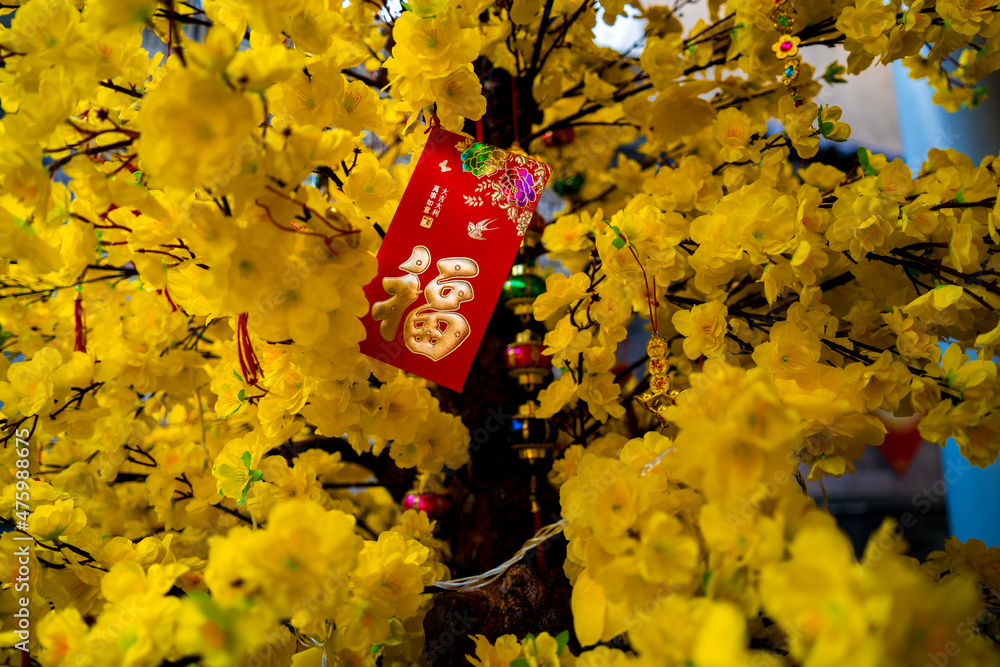 Ochna integerrima (Hoa Mai) tree with lucky money. Traditional culture ...