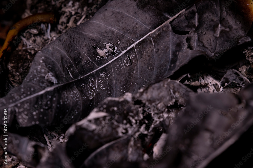 Some Burnt Mango Leaves On The Ground Stock Photo | Adobe Stock