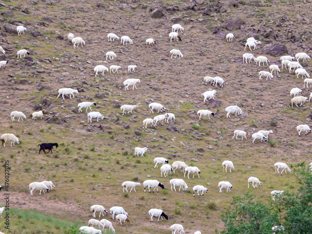 A heard of sheep grazing on steep slopes of a hill in outskirts of ...