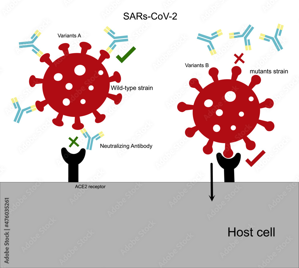 The wild-type strain of SARs-CoV-2 (COVID-19) that bind with neutralizing antibodies can't ...