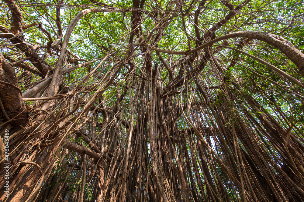 Old ancient Banyan tree with long roots that start at the top of the ...