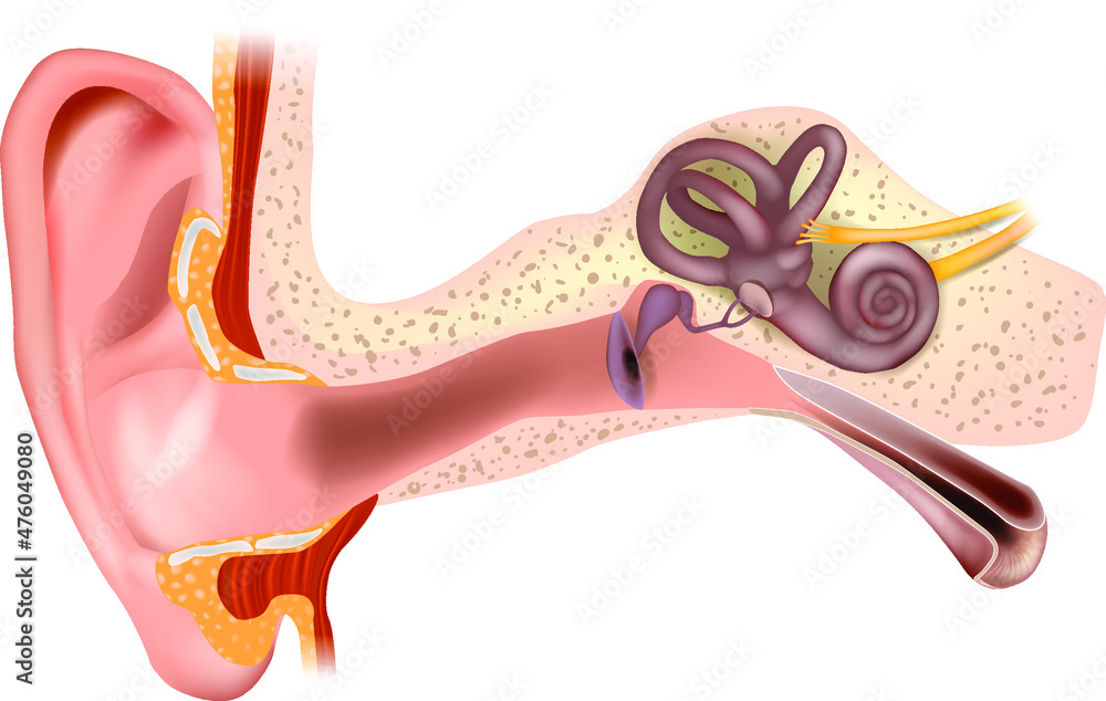 Anatomy of Human Ear. Outer ear, middle ear and inner ear. Medical ...