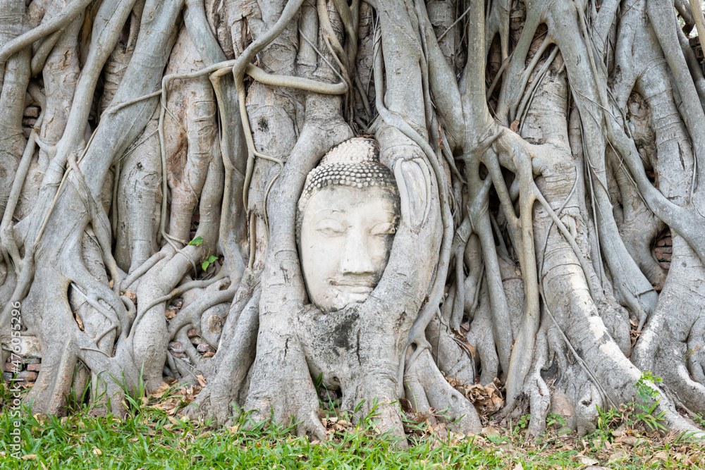Buddha head embedded in a Banyan tree at Wat Mahathat complex, an ...