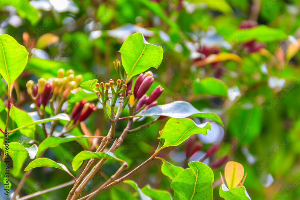 Clove tree (Syzygium aromaticum) with aromatic flower buds in bloom ...