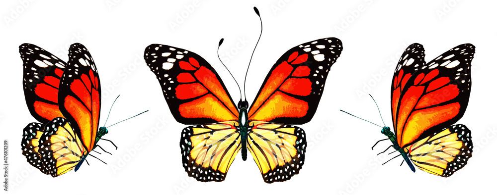 Color monarch butterflies, isolated on the white background Stock ...