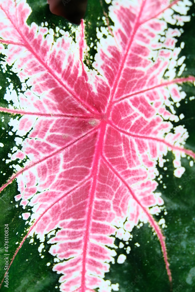 The taro plant is a group of plants from the genus Caladium (taro-tala ...