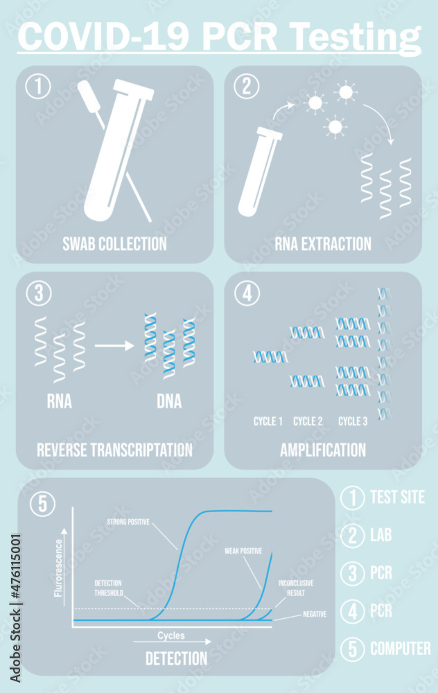Infographic vector explaining the steps of PCR testing for COVID-19 ...