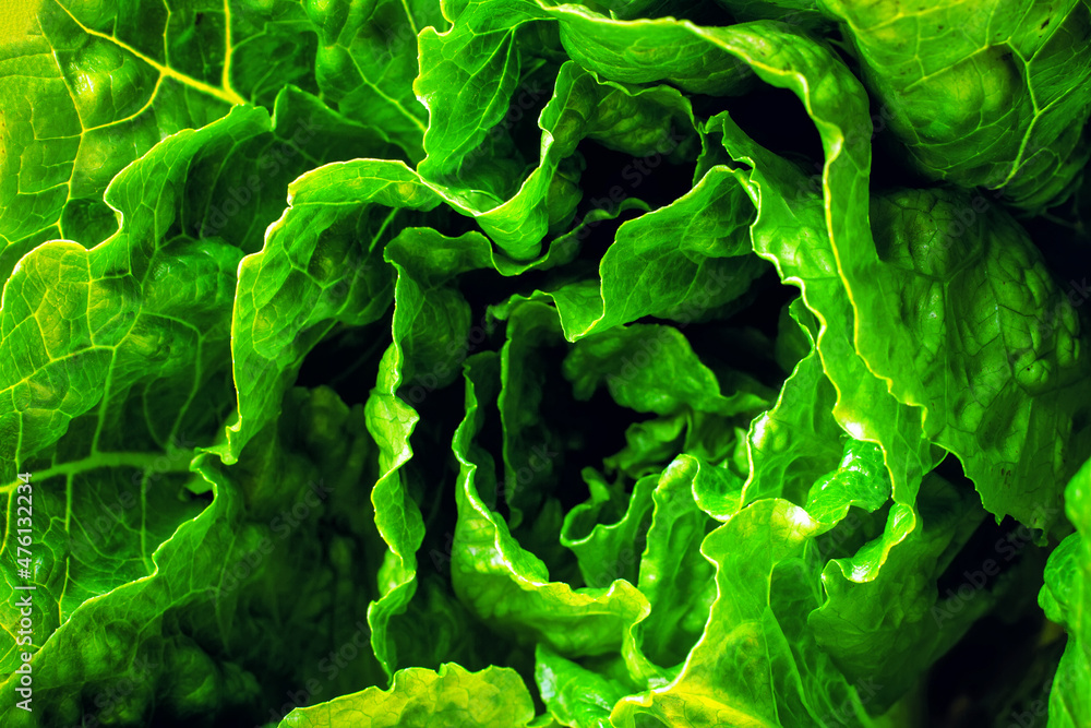 roman salad leaves vegetable texture Stock Photo | Adobe Stock