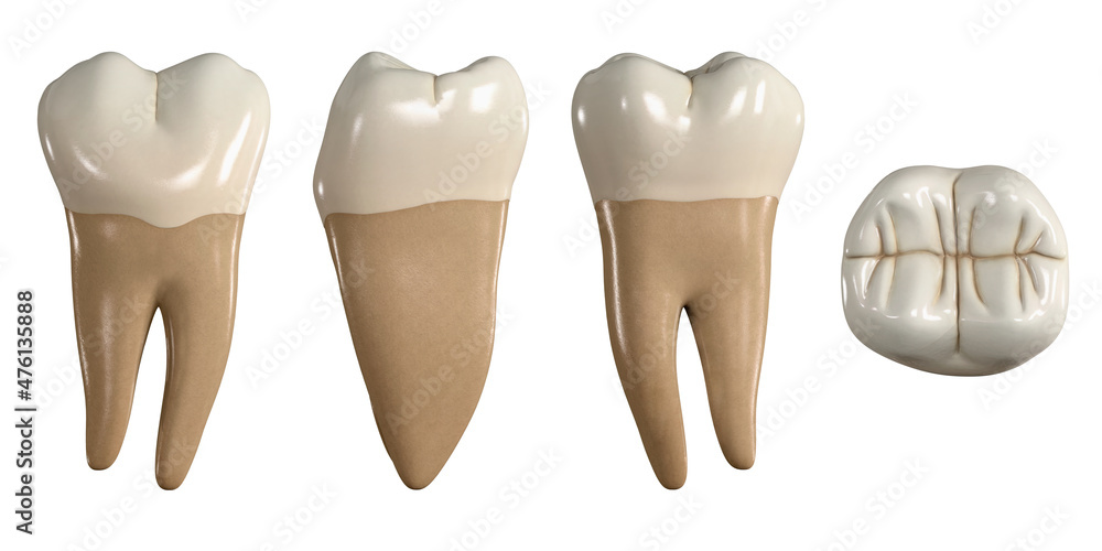 Permanent lower second molar tooth. 3D illustration of the anatomy of ...