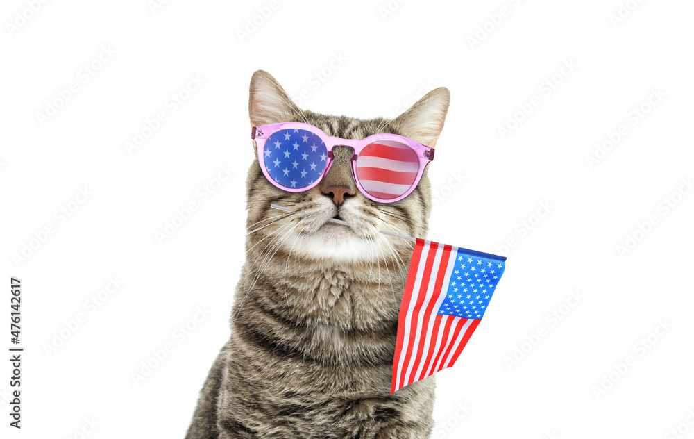 American Flag Cat