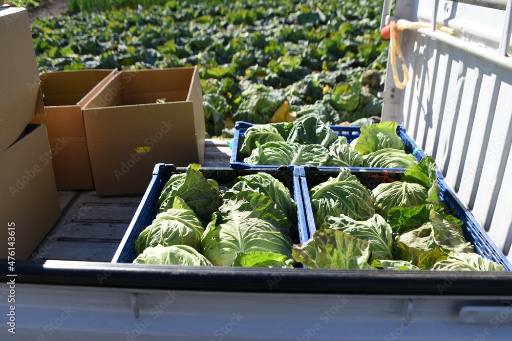 A scene of farm work, harvesting cabbage. Cabbage is a vegetable that ...