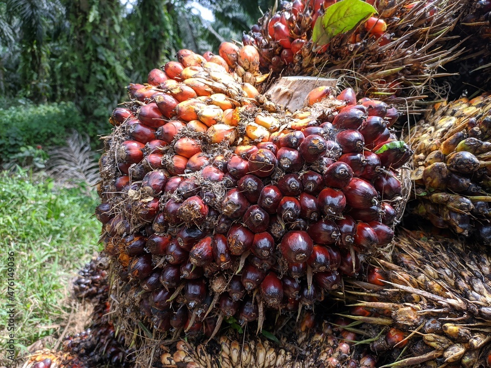 Oil Palm Fruit Bunch