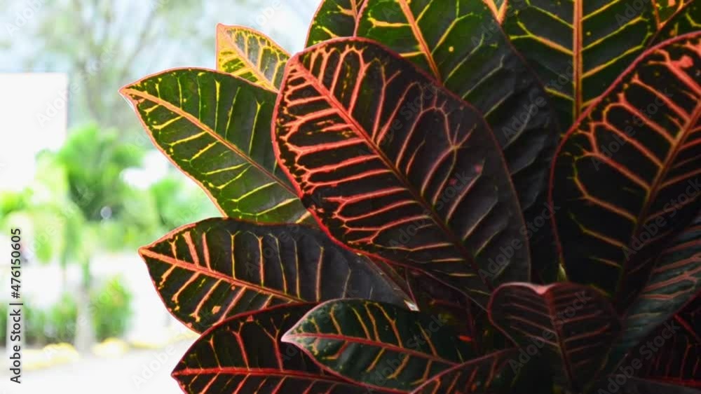Red croton plant filmed close-up with slow upwards tilt. Bright and ...