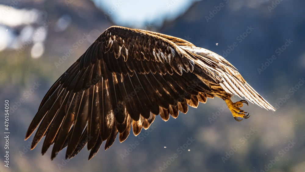 Beautiful bald eagle flying with wings fully spanned out, large feet ...