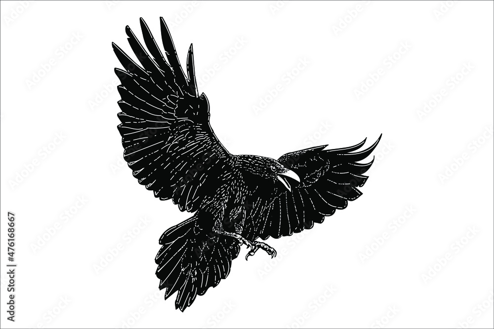 big black raven flying vector illustration isolated on white background Stock Vector | Adobe Stock