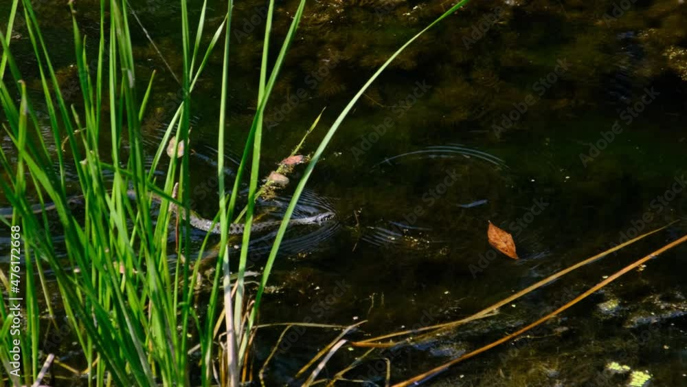Snake in Swamp Thickets and Water Algae, Close-up. Big thick viper in ...