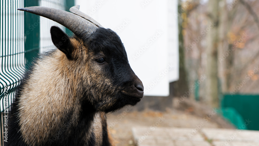 Cute Pic Of Male Goat