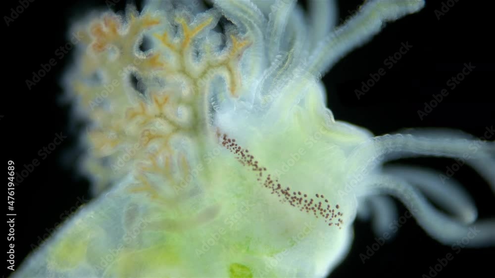 Worm Polychaeta of the family Terebellidae under the microscope has ...