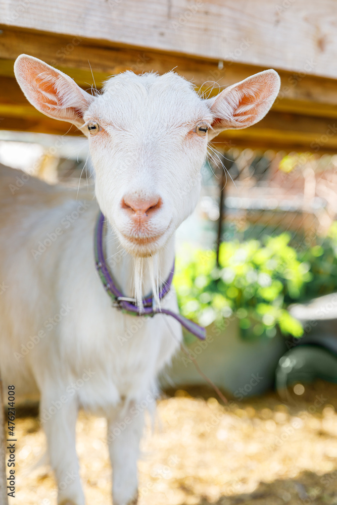 Cute free range goatling on organic natural eco animal farm freely ...
