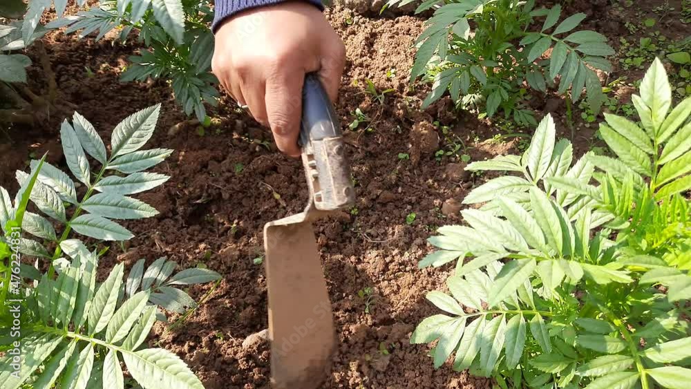Agriculture tools for flower garden. Gardener plouging the soil his ...